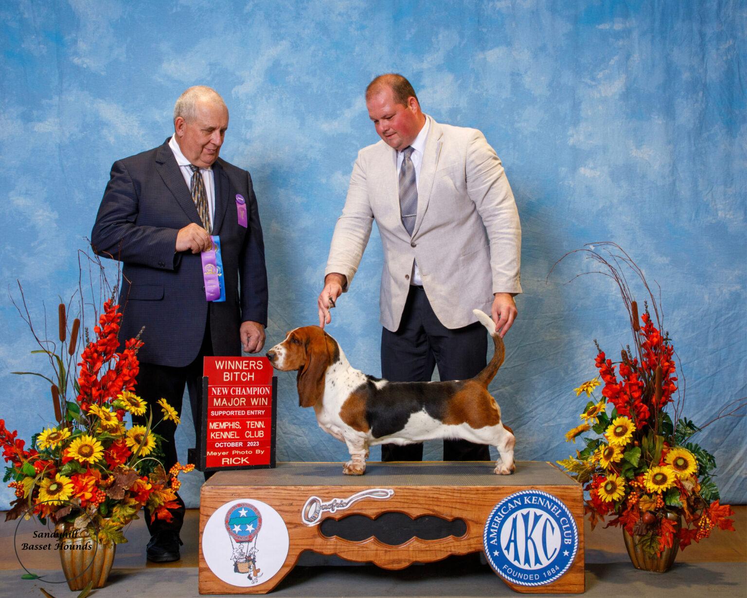 Champions - AKC Champion Basset Hounds